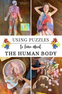 Using Puzzles to Learn About the Human Body
