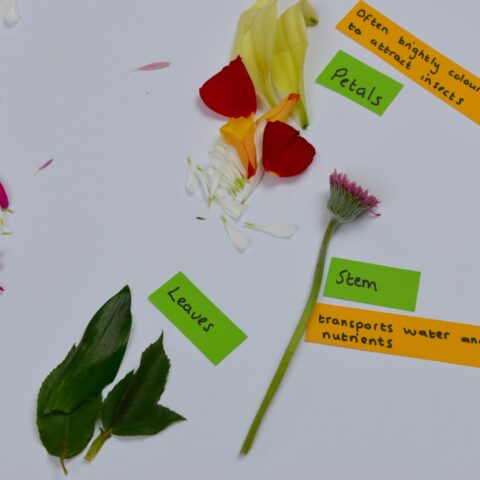 Learning About Plants: Hands On Experiments for Children