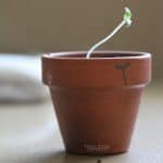 Learning About Plants: Hands On Experiments for Children